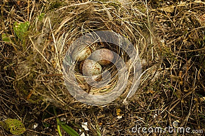 Small, Speckled Bird Eggs In A Nest Stock Image | CartoonDealer.com ...