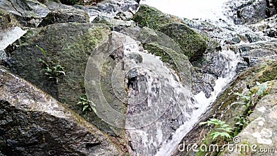Small Waterfalls in the Highland Rain Forest. Stock Video - Video of ...