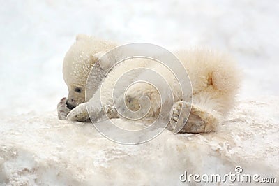 Small White Bear Cub Stock Image - Image: 23891381