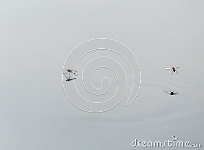 A Small Winged Insect Standing On The Water's Surface Using Surface ...