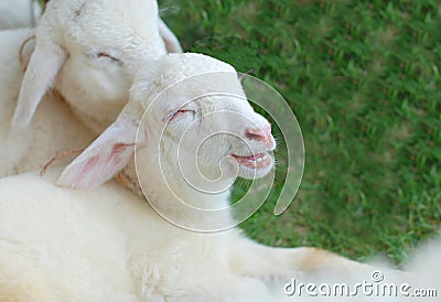 Smile Of Sheep Stock Images - Image: 23123294