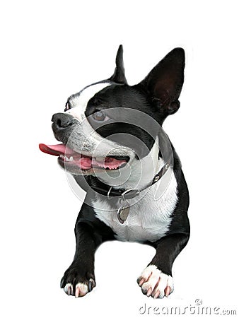 Smiling Boston Terrier Stock Image - Image: 9794101