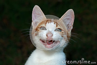 Smiling Cat Royalty Free Stock Photos - Image: 22383398