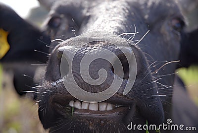Smiling Cow Royalty Free Stock Photo - Image: 6410565