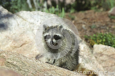 Smiling Raccoon Stock Images - Image: 1815244