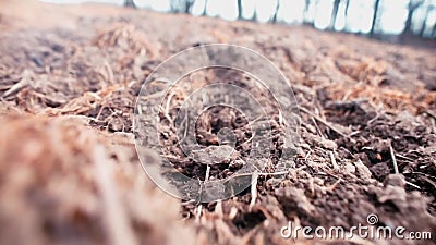 The Smooth Movement of the Camera on Friable, Dry, Autumn Soil Stock ...