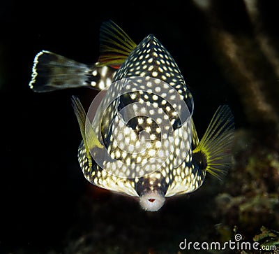 Smooth Trunkfish Stock Images - Image: 14991874