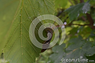 The Snail On The Maple Leaf Royalty-Free Stock Photography ...