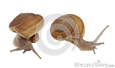 Snail Front View Isolated On White Background Royalty-Free Stock ...
