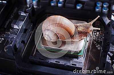 A Snail On The Processor In The Motherboard. Old Computer. Slow ...