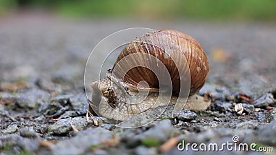 Snail almost stepped on stock footage. Video of quick - 64529720