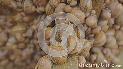 Snail Farm. the Process of Growing Snails. There are Many Snails on the ...