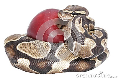 Snake And Apple Royalty Free Stock Image - Image: 513906
