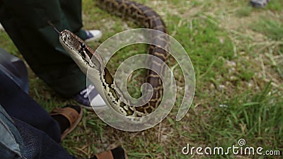 Snake Crawling on the Ground Stock Video - Video of nature, snake: 72493615