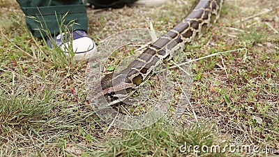 Snake Crawling on the Ground Stock Video - Video of spotted, feet: 72493997