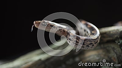 A Snake Crawling Up the Trunk Stock Video - Video of wild, crawl: 211050867