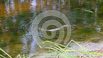 Snake Crawls in Marsh through Swamp Thickets and Algae, Close-up Stock ...