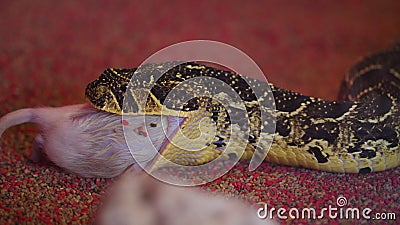 Snake Eating a Mouse, Rat Snake that Subdues Its Prey by Constriction ...