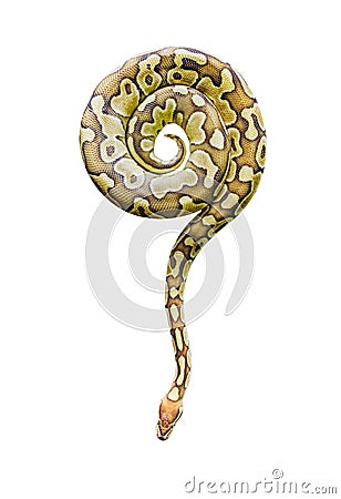 Snake Posing As A Question Mark Royalty-Free Stock Photography ...