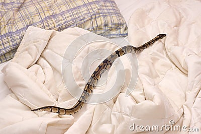 Snake On Quilt Royalty-Free Stock Photography | CartoonDealer.com #26209991
