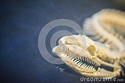 Snake Skeletons Of Reticulated Python (Python Reticulatus). The Royalty ...