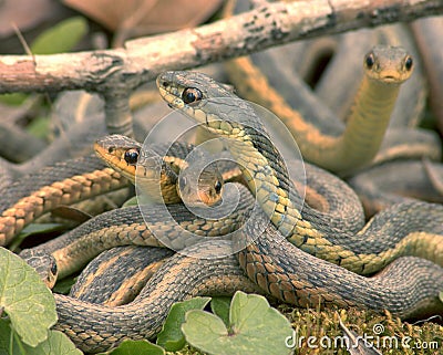 Snakes Stock Photos - Image: 675023