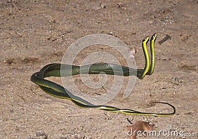 Snakes In Love Stock Photo - Image: 13791000