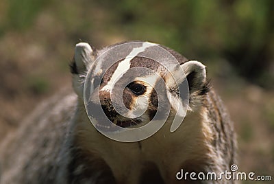 Snarling Badger Stock Images - Image: 8707674
