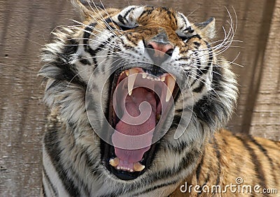 Snarling Tiger Stock Photography - Image: 11055012