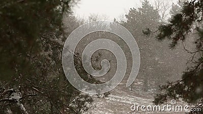 Snow Falling in Slow Motion, Flakes Swirling and Drifting Against a ...