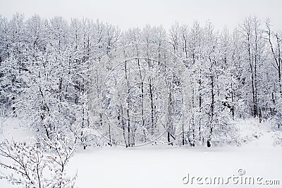 Snow Forest Stock Photography - Image: 428432