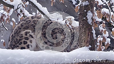 Snow Leopard Eats Food on the Snow Stock Video - Video of food, hunter ...