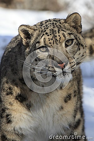 Snow Leopard Looking Forward Royalty Free Stock Image - Image: 36416606