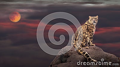 Snow Leopard In Moon Light Stock Photo - Image: 84143342