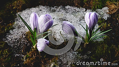Snow Melting and Crocus Flower Blooming in Spring Stock Video - Video ...