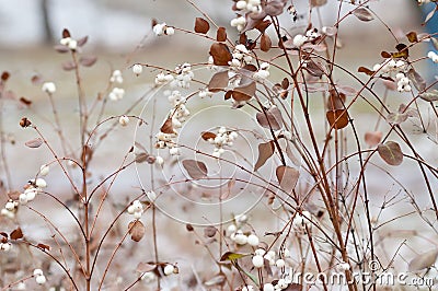 Snowberry Fruit In Winter Stock Photo - Image: 48401282