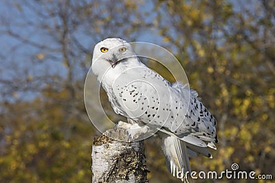Snowy Owl Royalty-Free Stock Photo | CartoonDealer.com #87301023