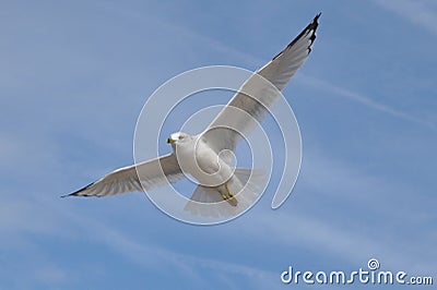 Soaring Bird Stock Images - Image: 11384804