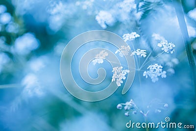 Soft Blue Spring Background With Wildflowers Royalty-Free Stock Photo ...