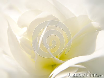 Soft Flower Stock Photography - Image: 5424412