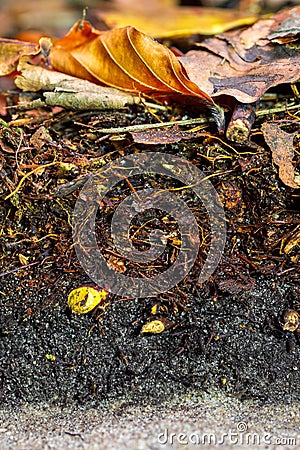 Soil Profile Of A Leptosol Royalty-Free Stock Image | CartoonDealer.com ...