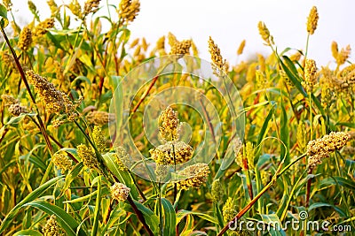 Sorghum Or Jowar Grain Field. Royalty-Free Stock Photo | CartoonDealer ...