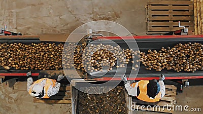 Sorting Potatoes. Top View. Workers Sort and Cull Freshly Picked ...