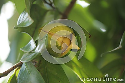 Soursop Is The Fruit Of Annona Muricata, A Broadleaf, Flowering ...