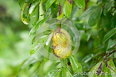 Soursop Or Laxman Phal On The Tree Stock Image | CartoonDealer.com ...