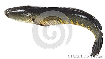 South Asian Giant Snakehead Fish Stock Images - Image: 22160454