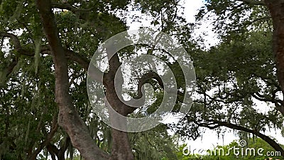 Southern Live Oak Trees Miami FL Stock Video - Video of green, legion ...