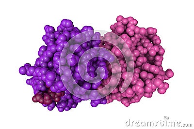 Space-filling Molecular Model Of Sugar Binding Protein - Human Galectin ...