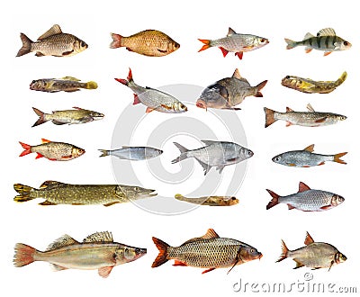 Species Of River Fish Stock Photo - Image: 47734946