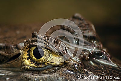 Spectacled Caiman's Eye Stock Photography - Image: 300902